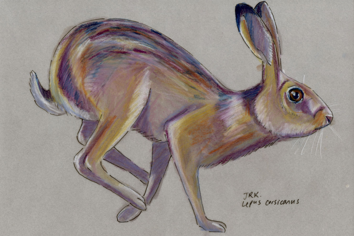 Facebook Friends: Italy: Corsican Hare (Lepus corsicanus) | The Daily ...